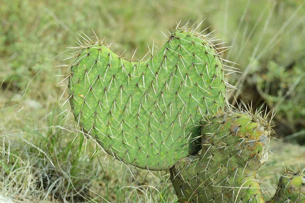 Le nopal est-il efficace pour maigrir- 123 Phyto
